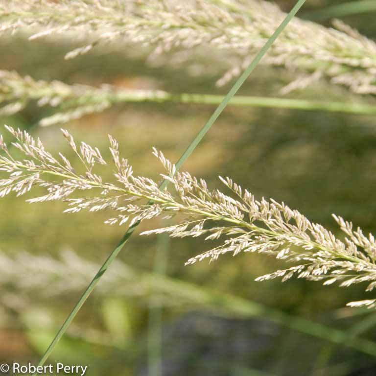 Lindheimer's muhly - Waterwise Garden Planner