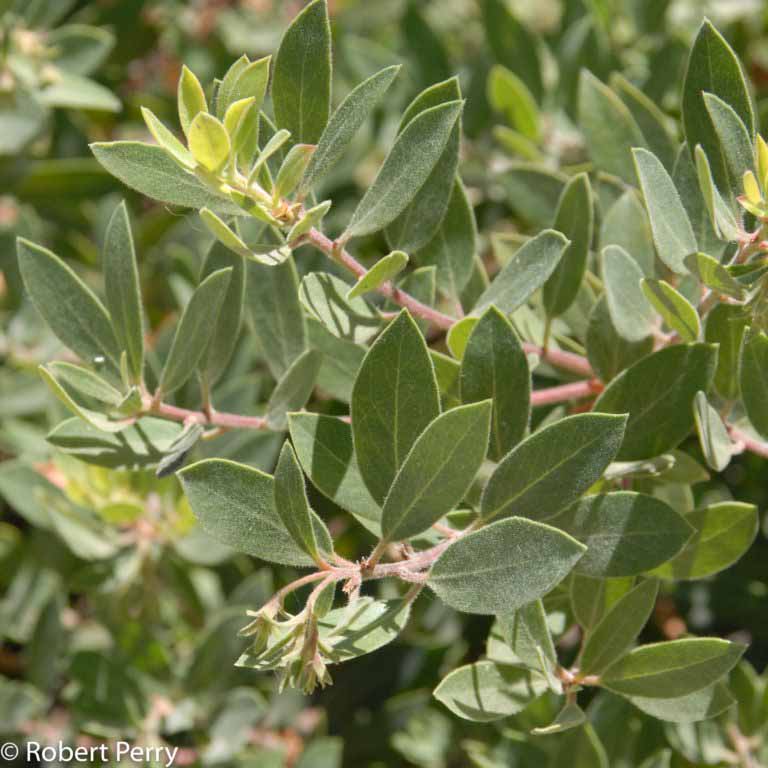Pacific Mist manzanita - Waterwise Garden Planner