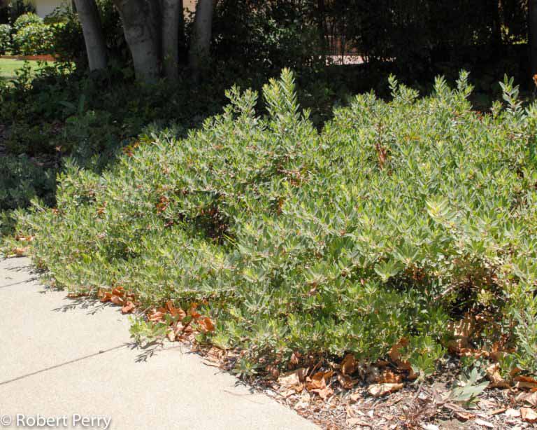 Pacific Mist manzanita - Waterwise Garden Planner