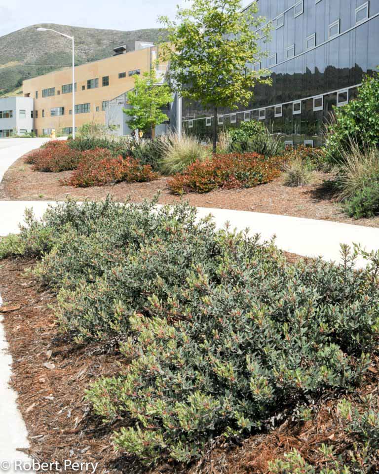 Pacific Mist manzanita - Waterwise Garden Planner