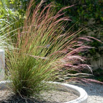 Purple three-awn - Waterwise Garden Planner