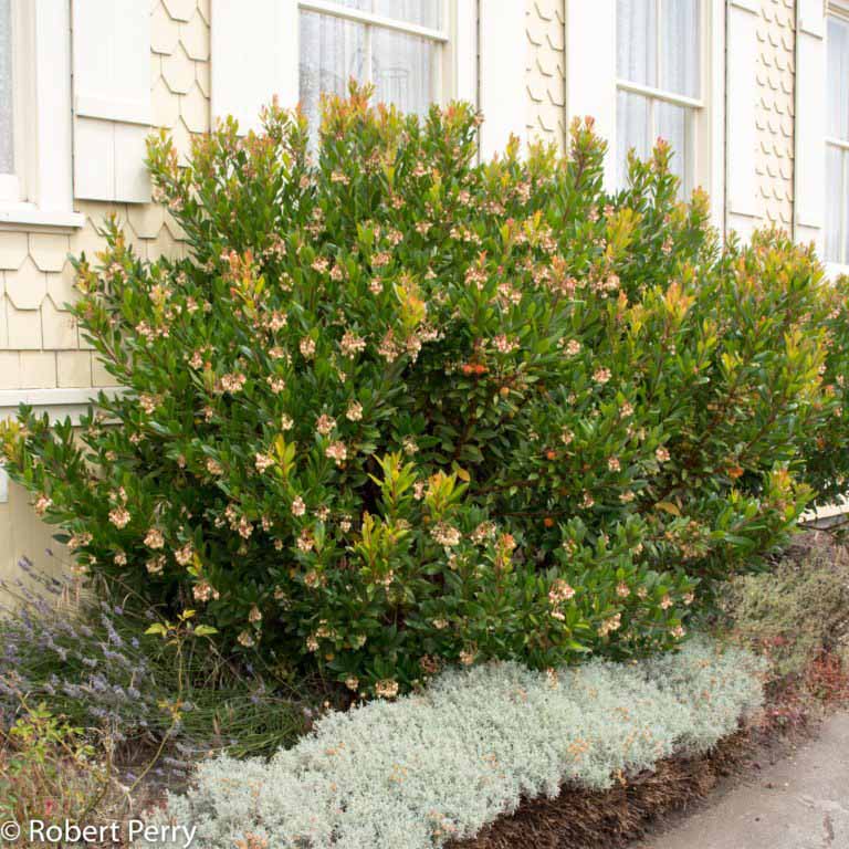 Dwarf strawberry tree - Waterwise Garden Planner