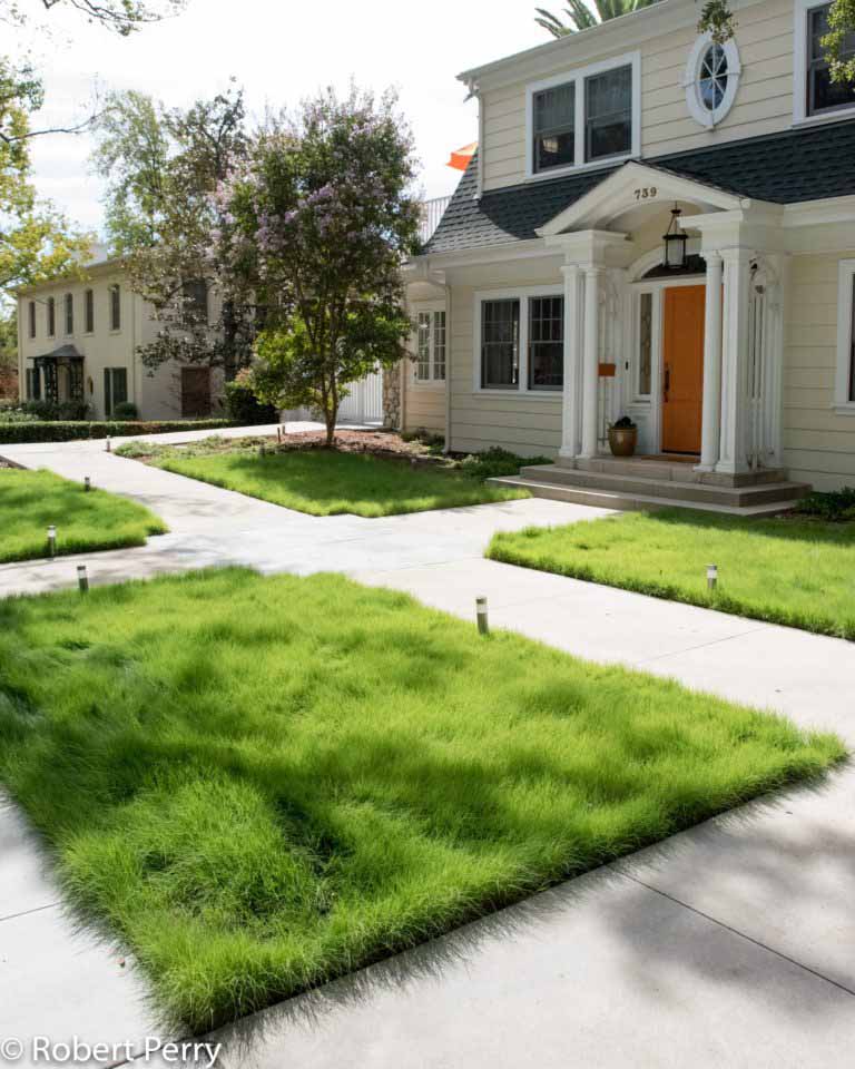 Buffalo grass - Waterwise Garden Planner