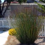 Small cape rush - Waterwise Garden Planner