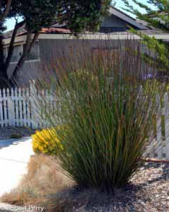 Small cape rush - Waterwise Garden Planner