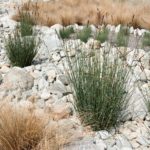 Small cape rush - Waterwise Garden Planner