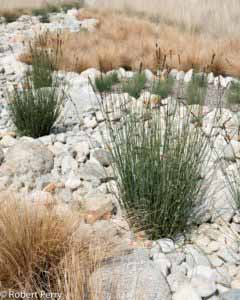 Small cape rush - Waterwise Garden Planner
