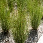 Small cape rush - Waterwise Garden Planner