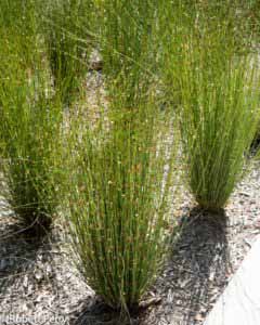 Small cape rush - Waterwise Garden Planner