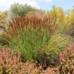 Small cape rush - Waterwise Garden Planner
