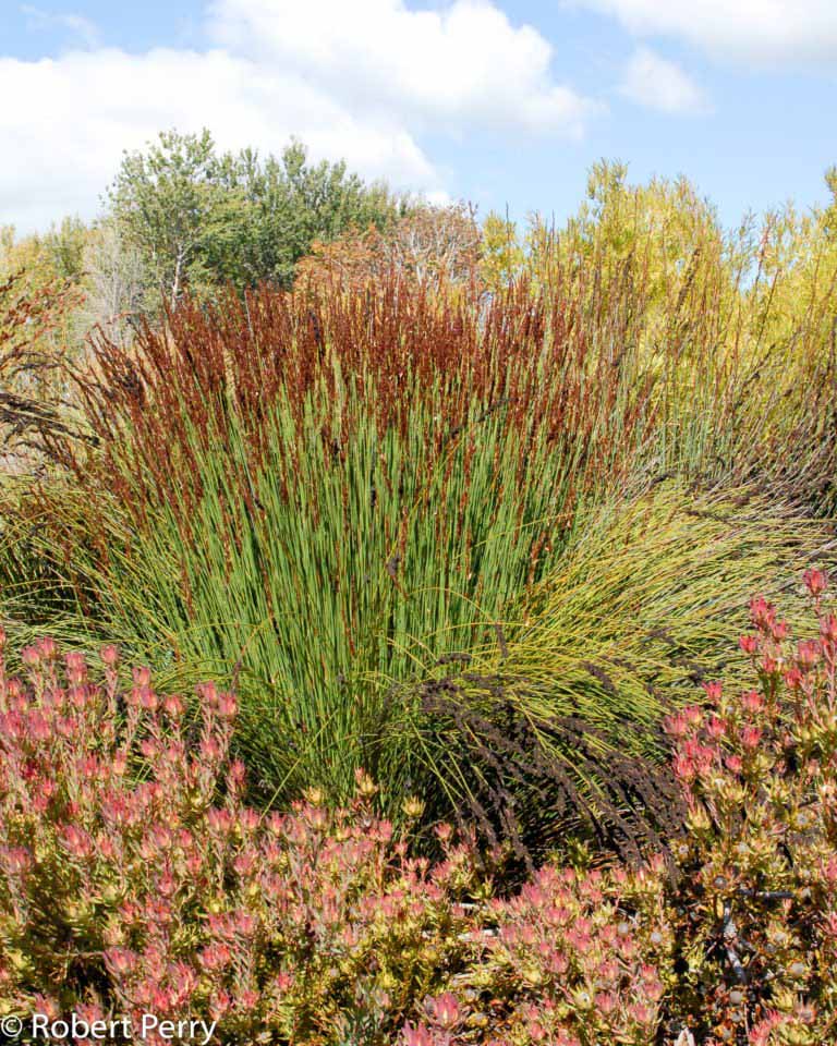 Small cape rush - Waterwise Garden Planner