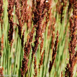 Small cape rush - Waterwise Garden Planner