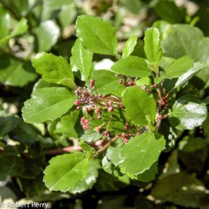 Evergreen currant - Waterwise Garden Planner