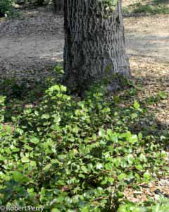 Evergreen currant - Waterwise Garden Planner