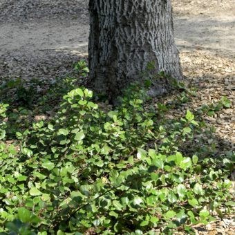 Evergreen currant - Waterwise Garden Planner