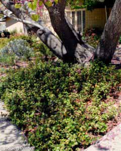 Evergreen currant - Waterwise Garden Planner