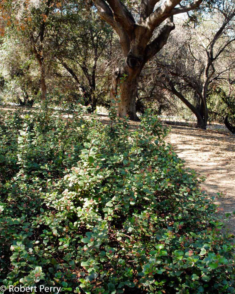 Evergreen currant - Waterwise Garden Planner