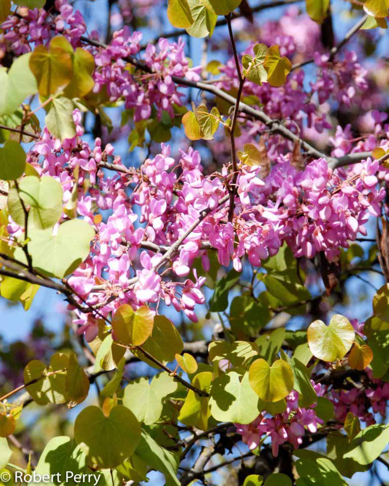 Western Redbud - Waterwise Garden Planner