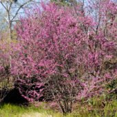 Western Redbud - Waterwise Garden Planner
