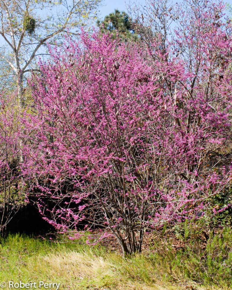 Western Redbud - Waterwise Garden Planner