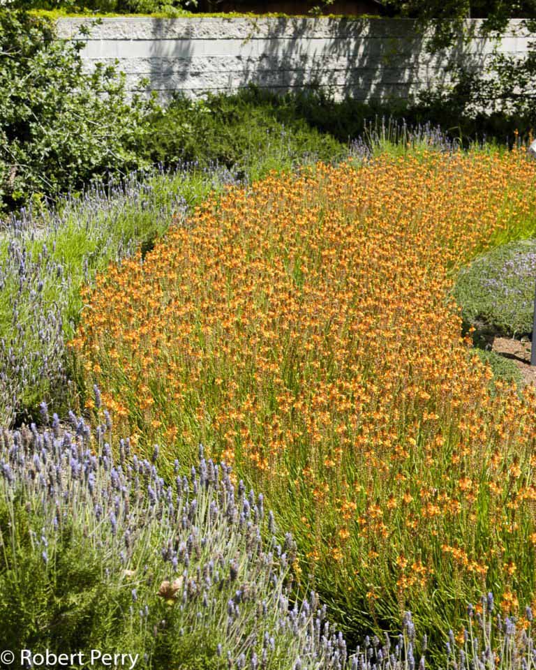 Orange bulbine - Waterwise Garden Planner