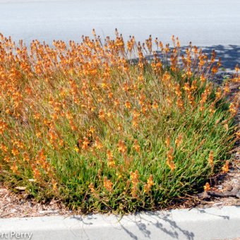 Orange bulbine - Waterwise Garden Planner