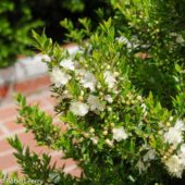 Dwarf myrtle - Waterwise Garden Planner