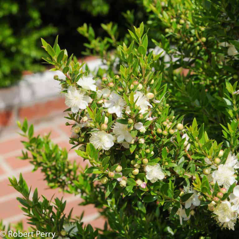 Dwarf myrtle - Waterwise Garden Planner