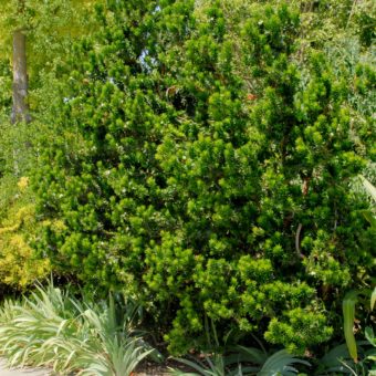 Dwarf myrtle - Waterwise Garden Planner