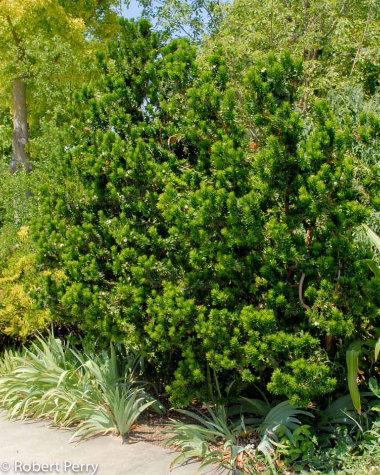 Dwarf myrtle - Waterwise Garden Planner