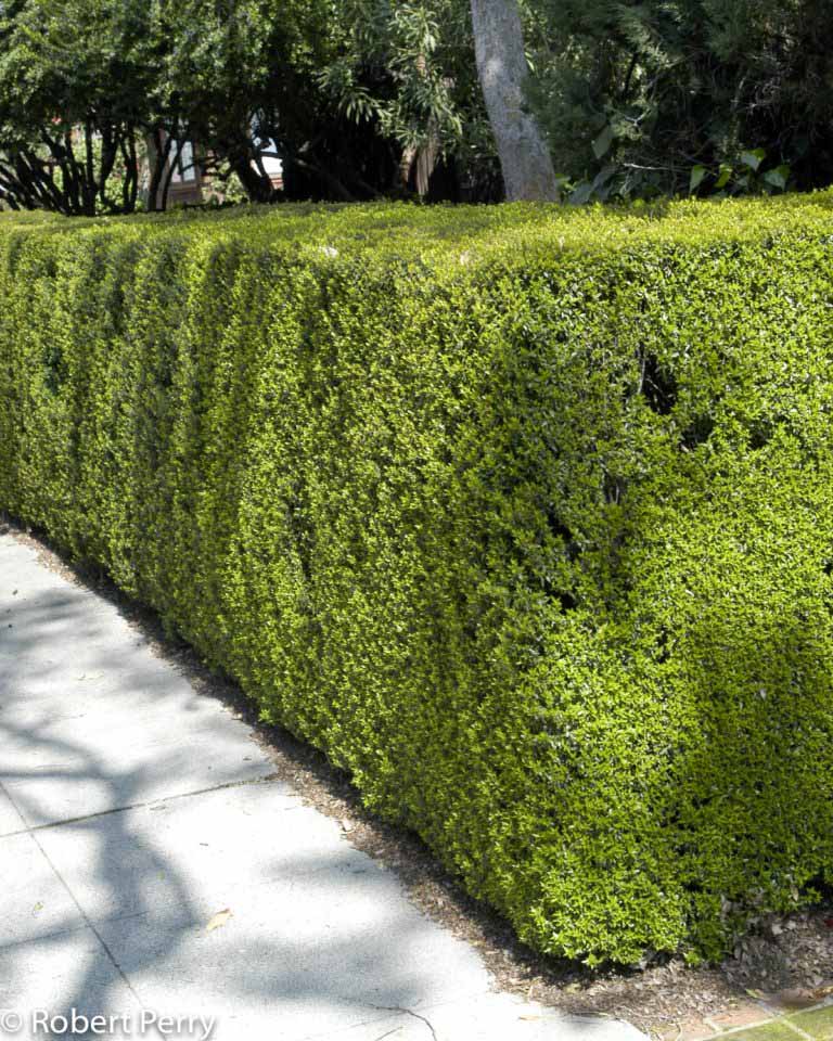 Dwarf myrtle - Waterwise Garden Planner