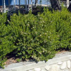 Dwarf myrtle - Waterwise Garden Planner