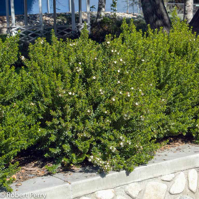Dwarf myrtle - Waterwise Garden Planner