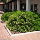 Dwarf myrtle - Waterwise Garden Planner