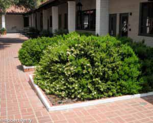 Dwarf myrtle - Waterwise Garden Planner