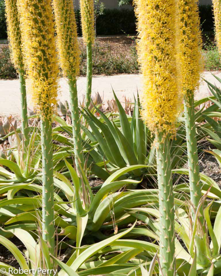 Octopus agave - Waterwise Garden Planner