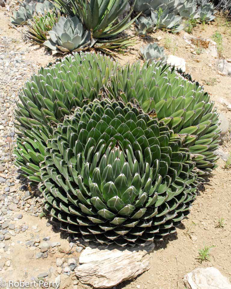 Queen Victoria agave - Waterwise Garden Planner