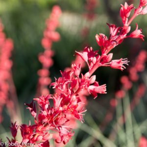 Brakelights® yucca - Waterwise Garden Planner