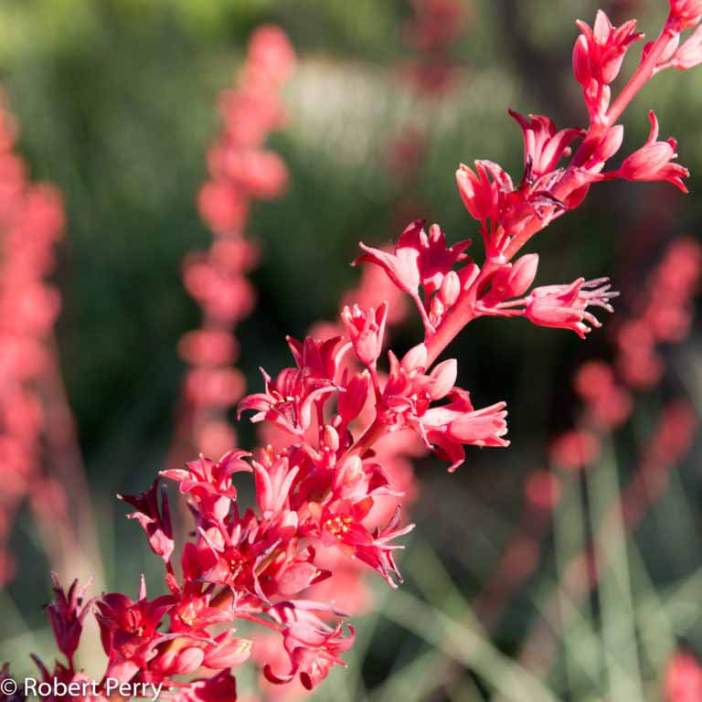 Brakelights® yucca - Waterwise Garden Planner