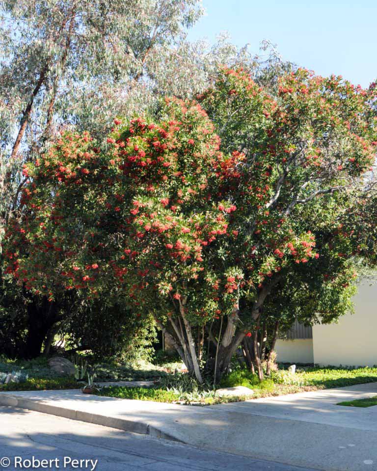 Toyon - Waterwise Garden Planner