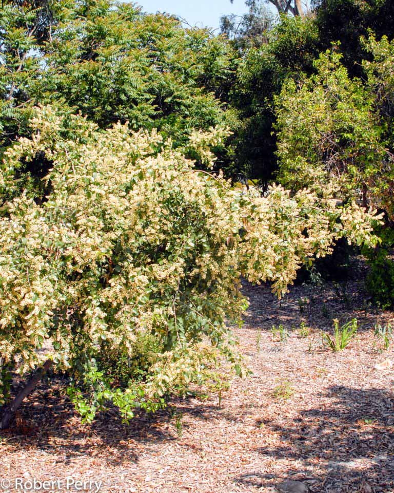 Hollyleaf cherry - Waterwise Garden Planner