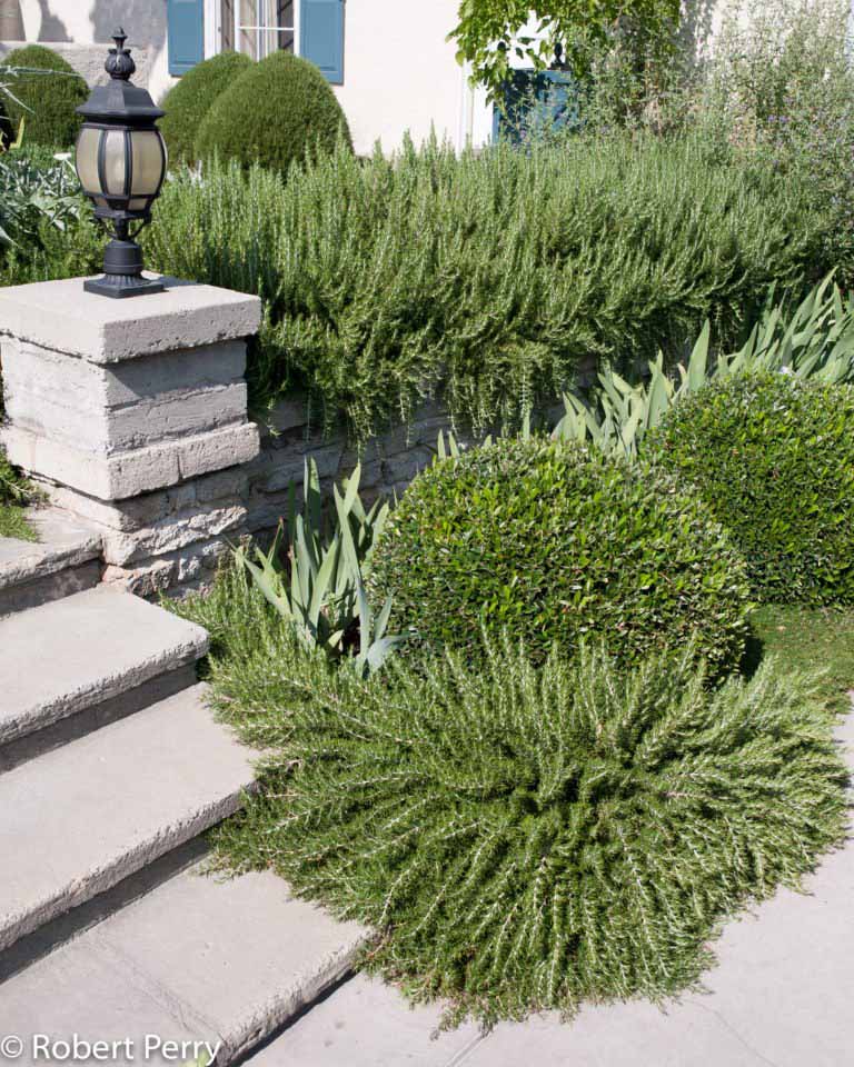 Rosemary + cvs - Waterwise Garden Planner