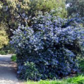 Ray Hartman wild lilac - Waterwise Garden Planner