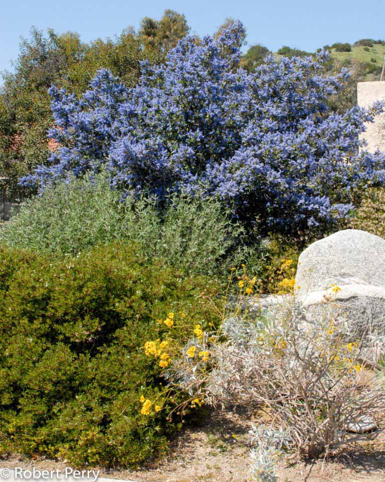Ray Hartman ceanothus - Waterwise Garden Planner