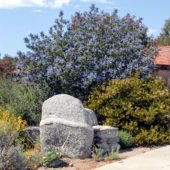 Ray Hartman wild lilac - Waterwise Garden Planner