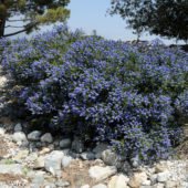 Concha wild lilac - Waterwise Garden Planner