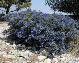 Concha Ceanothus - Waterwise Garden Planner