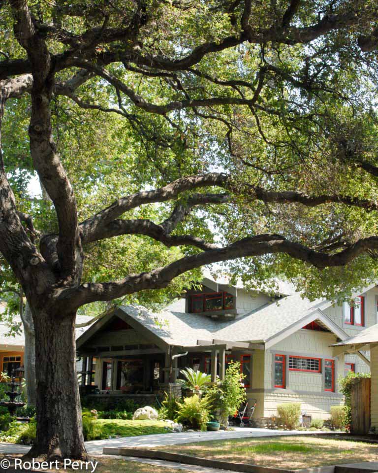 Coast live oak - Waterwise Garden Planner
