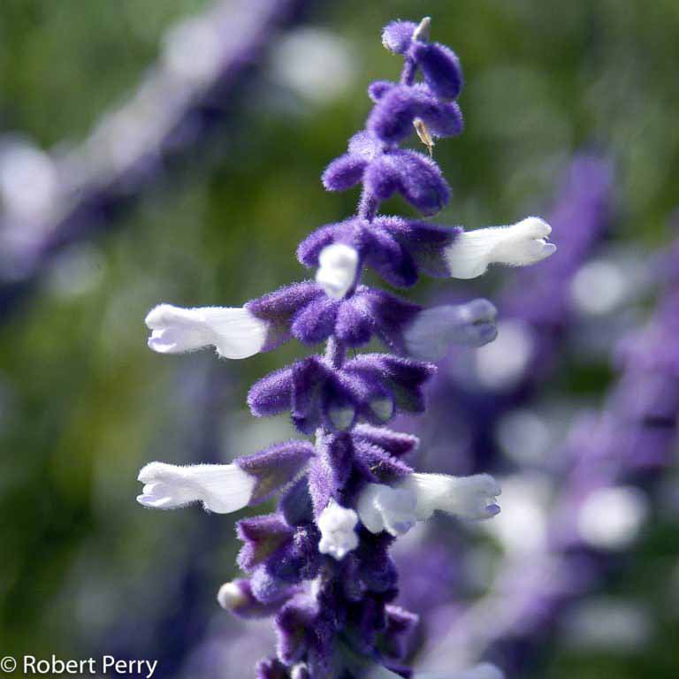 Mexican bush sage + cvs - Waterwise Garden Planner
