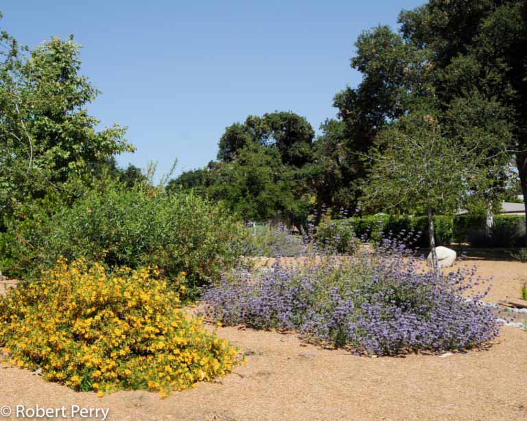 Winifred Gilman sage - Waterwise Garden Planner